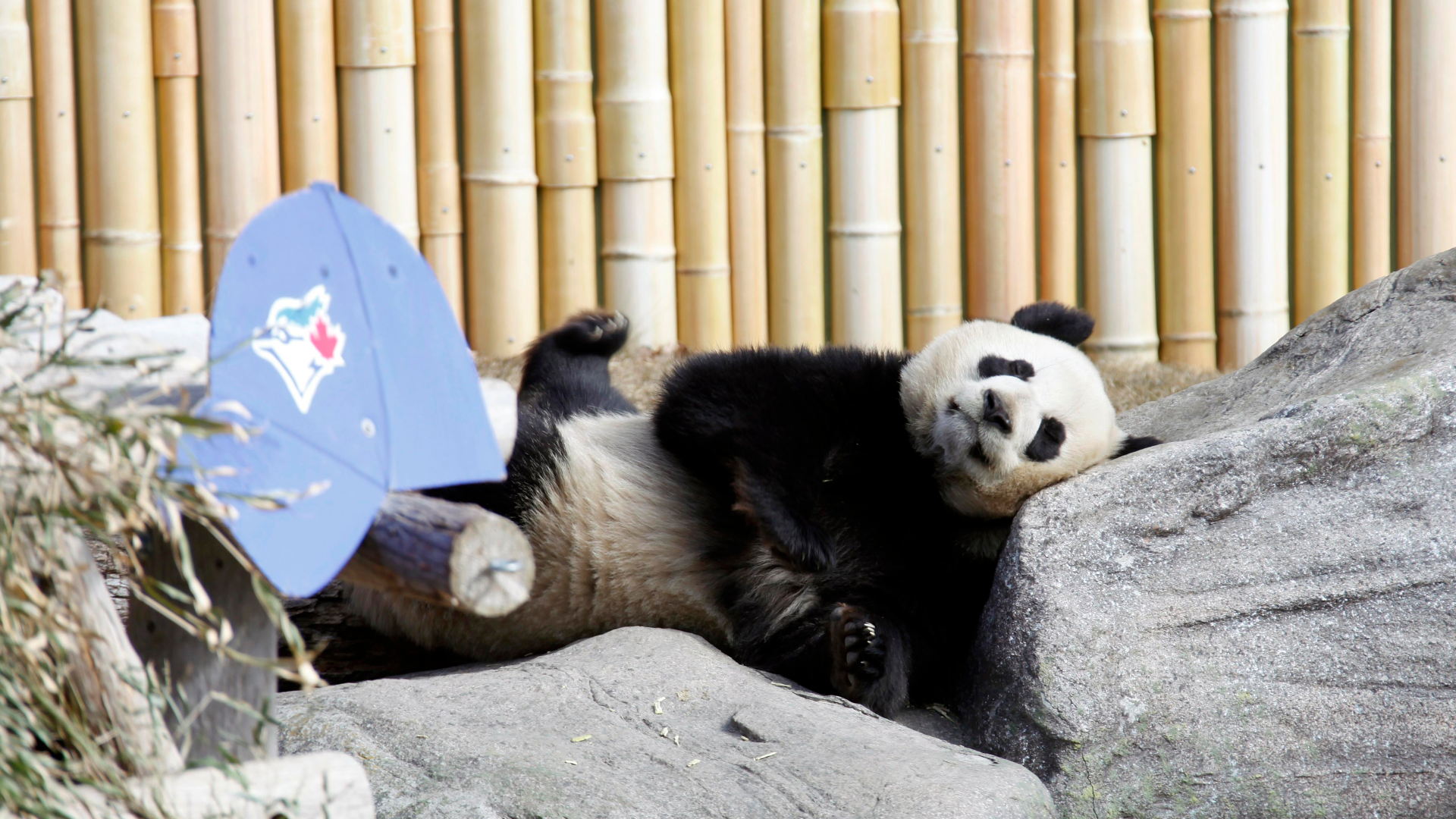 Canada zoo to send pandas home after bamboo shortage - CGTN