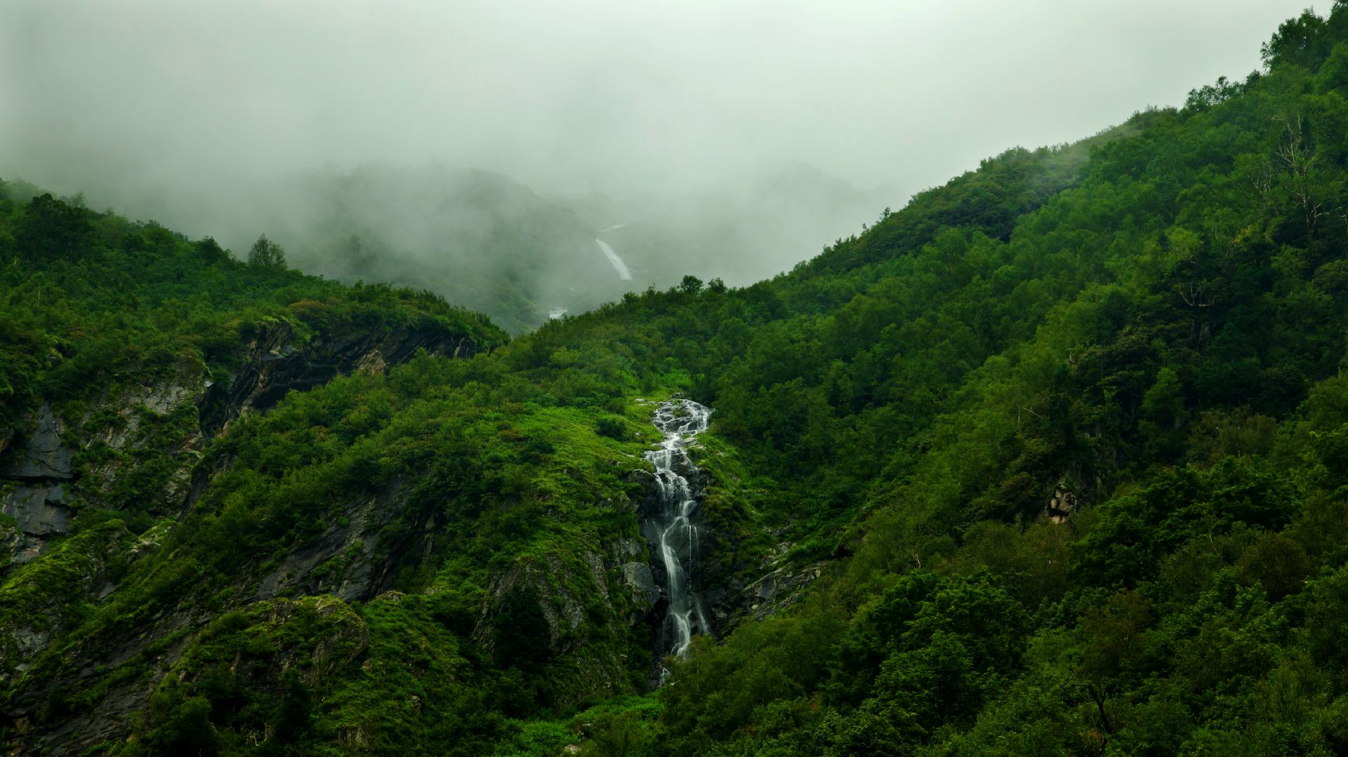 Scientists report new findings on Himalaya tree-line - CGTN