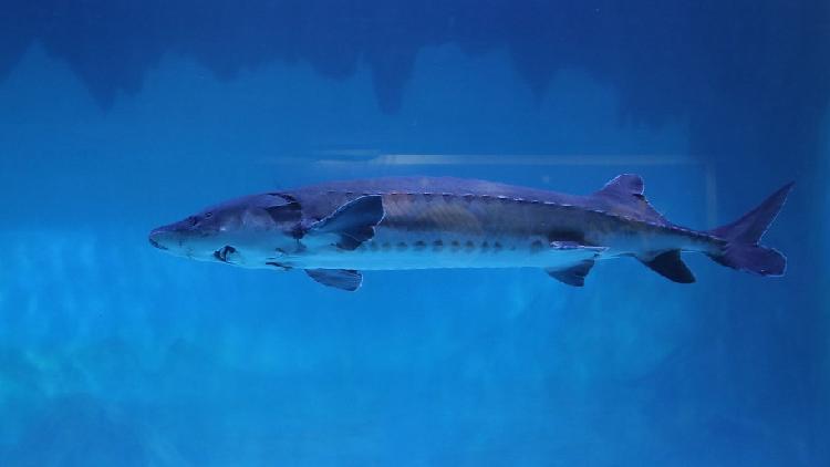 Shanghai introduces laws to protect Chinese sturgeon - CGTN