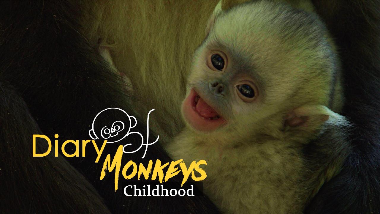 Diary of Monkeys 01: Childhood - CGTN