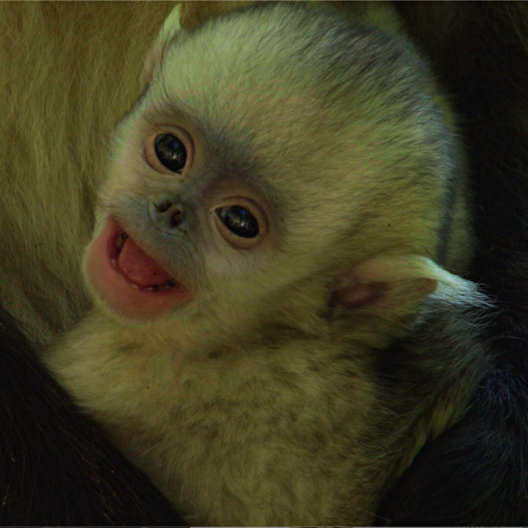 Diary of Monkeys 01: Childhood - CGTN