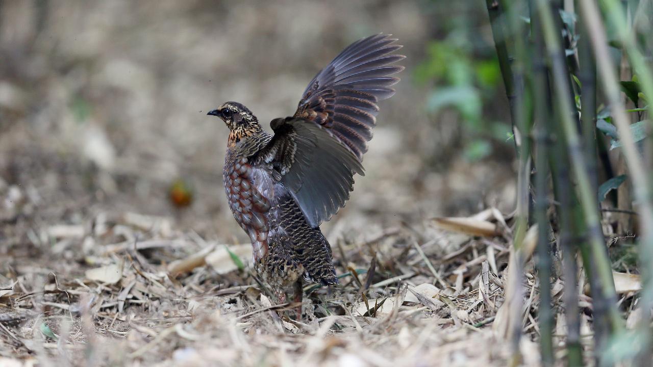 Family of rare Sichuan partridges caught on camera in SW China - CGTN