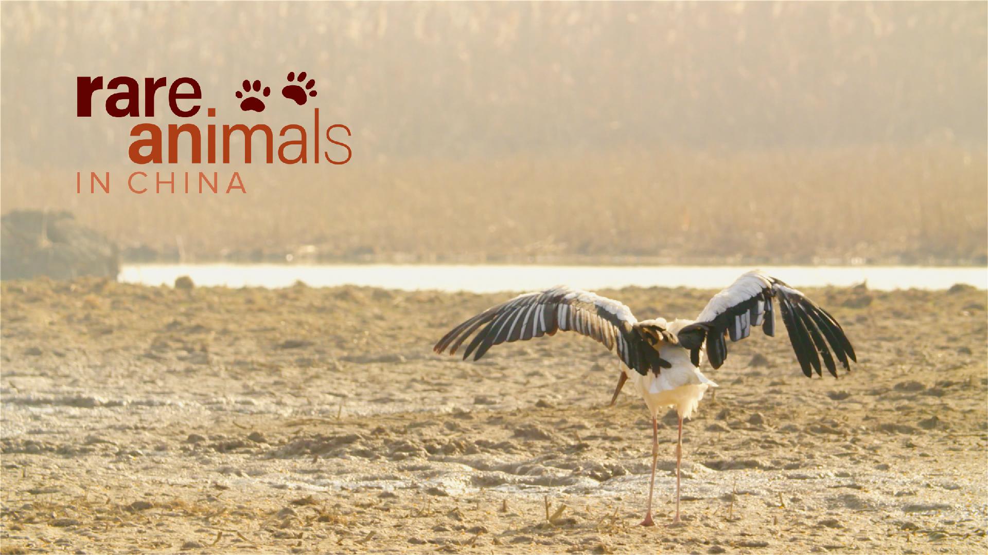 Rare Animals in China: The white, the black, the colorful - CGTN