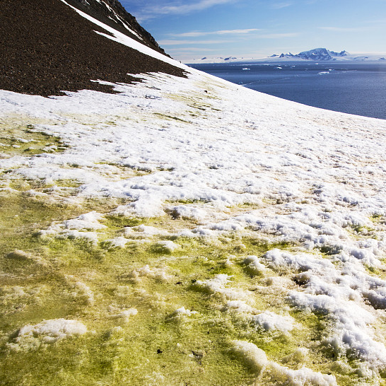 Climate change is turning Antarctica green, study finds - CGTN