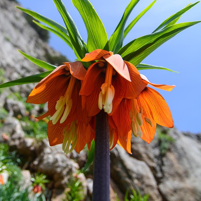 'Weeping' inverted tulips bloom in Turkey's mountains - CGTN
