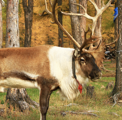 China's last reindeer-raising tribe seeks more space - CGTN