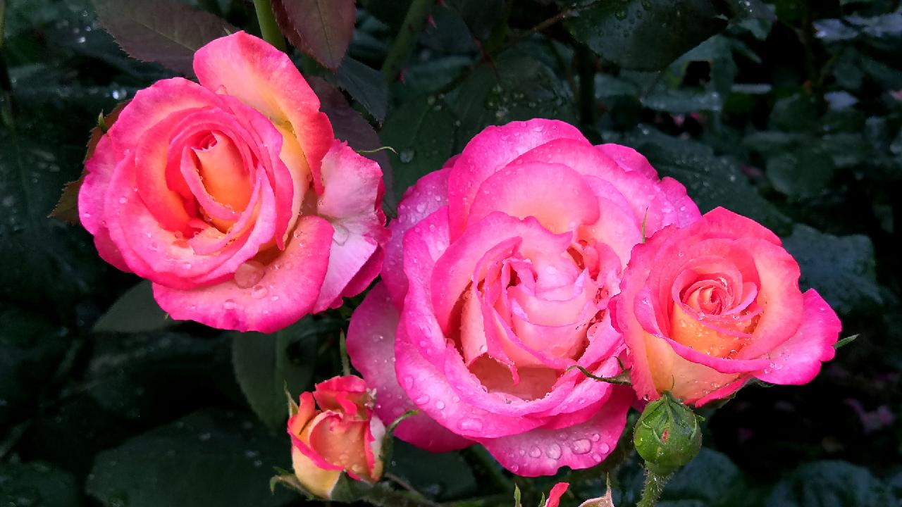 Chinese roses decorate Beijing during the Two Sessions - CGTN