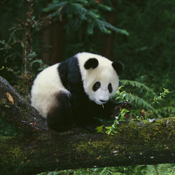 Giant Panda National Park 1: A dialogue across time and space - CGTN