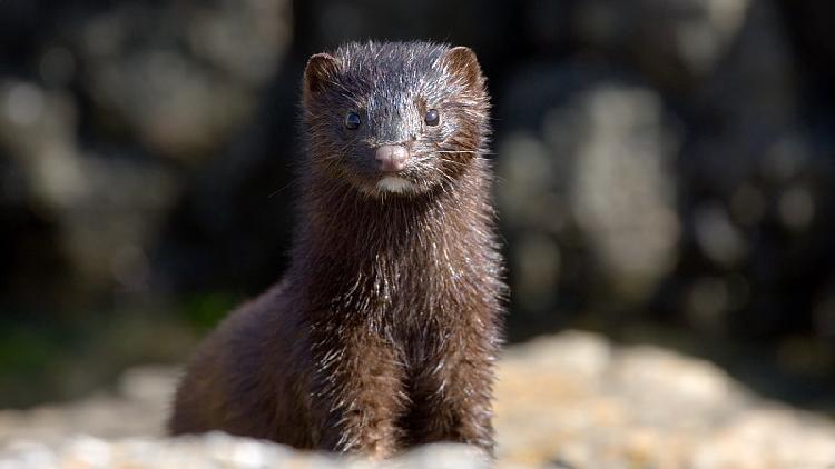 Dutch mink workers may be first known humans infected by animals: WHO ...