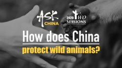 Ask China: How does China protect wild animals? - CGTN