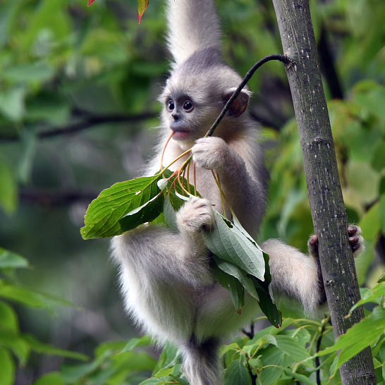 Diary of Monkeys 02: The picnic - CGTN