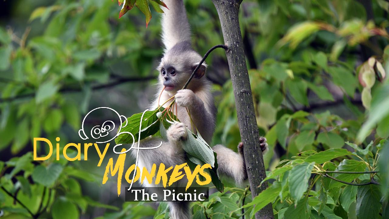 Diary of Monkeys 02: The picnic - CGTN