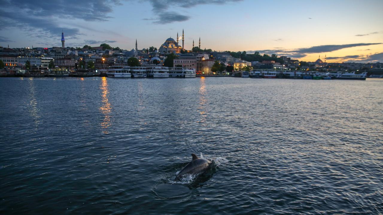 Migrating dolphins spotted in Turkey - CGTN