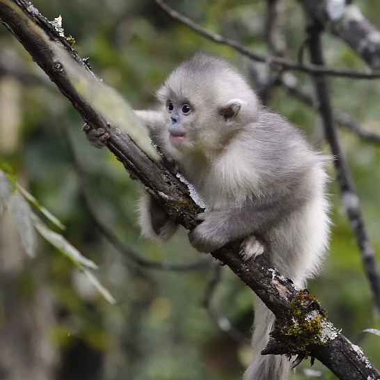 Diary of Monkeys 03: Growing pains - CGTN