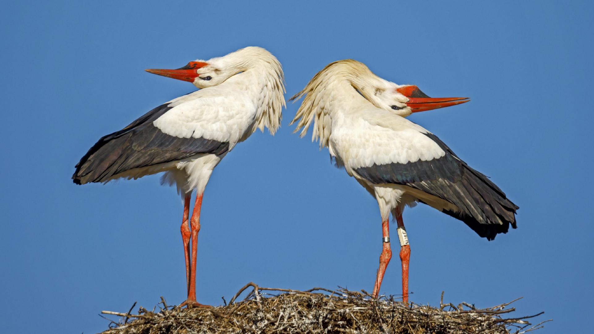 Another stork couple 'checks in' at power tower homes - CGTN