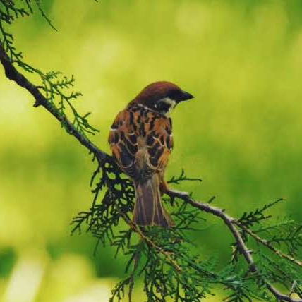 City of wild: The cute sparrows in Beijing - CGTN