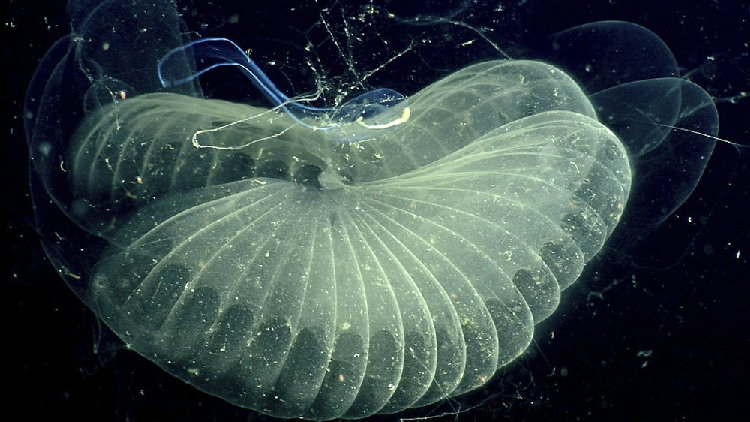 Scientists learn how tiny critters make ocean 'snot palaces' - CGTN