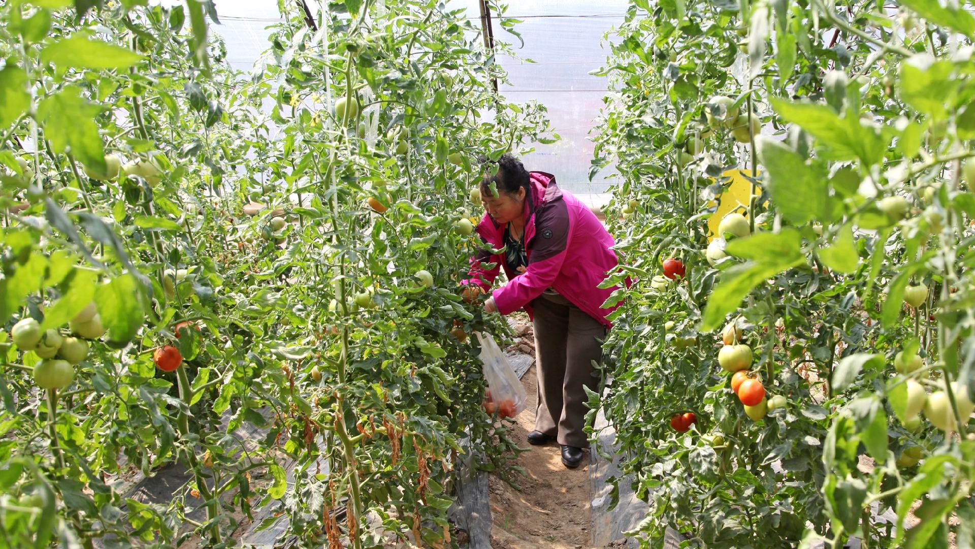 Report details green farming progress - CGTN