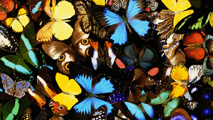 Live: Spectacle of millions of butterflies in Butterfly Valley - CGTN