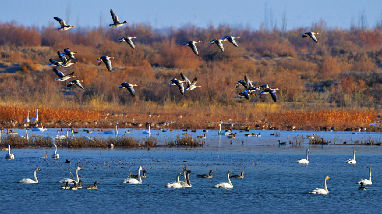 Researchers launch app to crowdsource data for bird conservation - CGTN