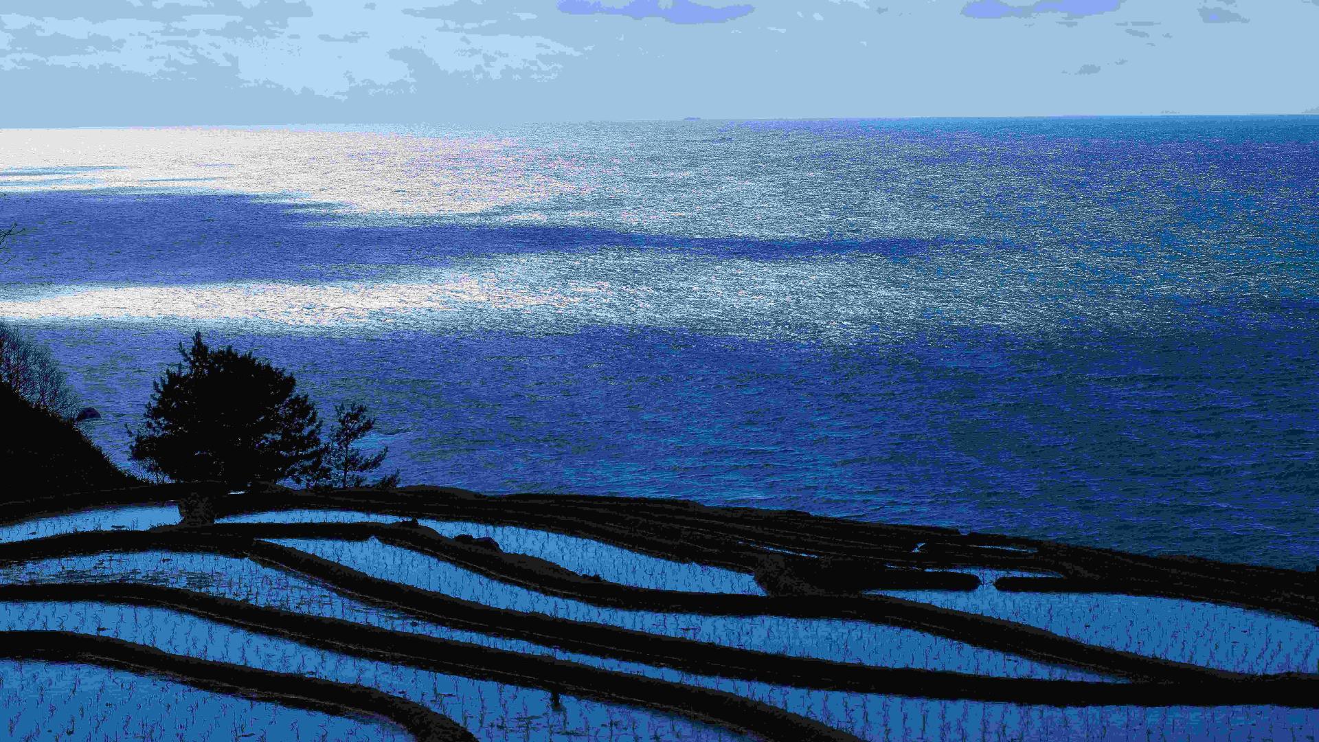 China grows sea rice on Qinghai-Tibet Plateau - CGTN