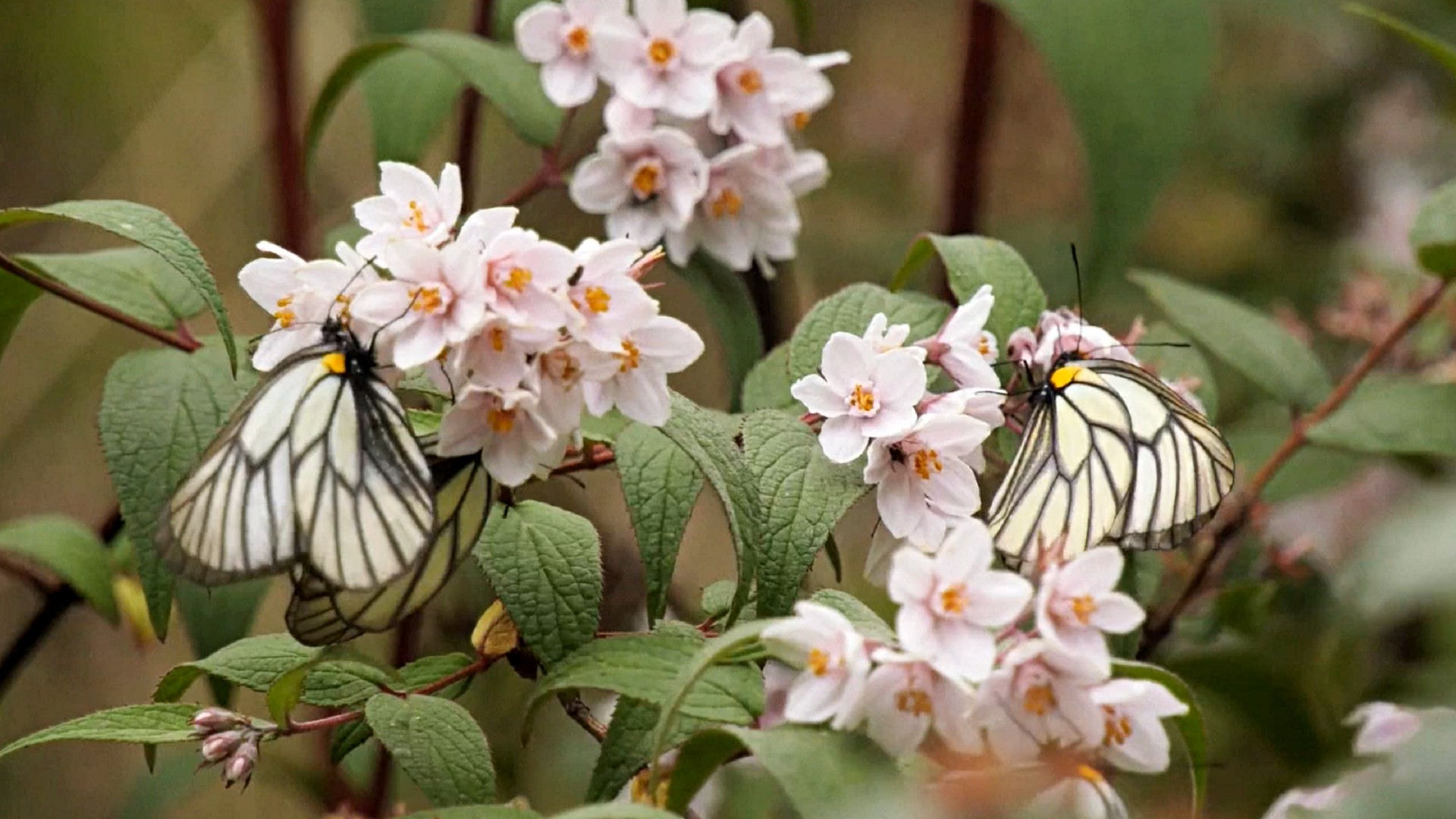 Take a tour of 'Butterfly Valley' in SW China - CGTN