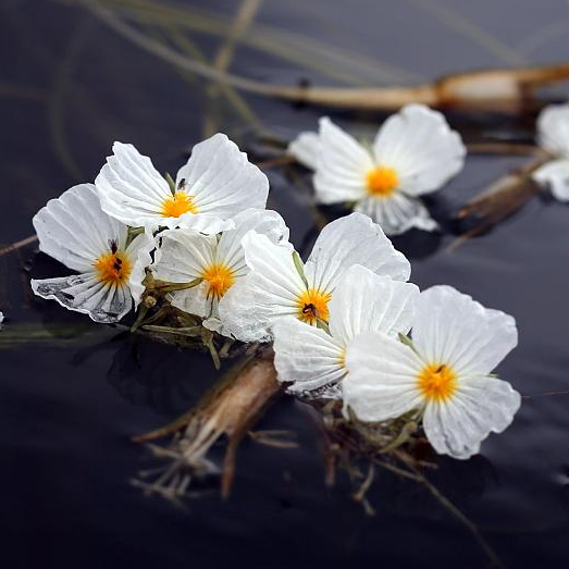 The delicate flower witnesses the double changes in SW China - CGTN