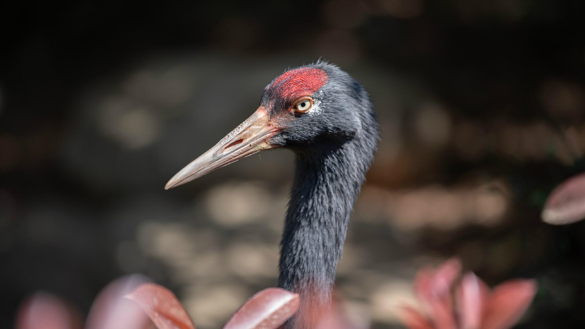 Cute crane chicks out and about in northwest China meadow - CGTN