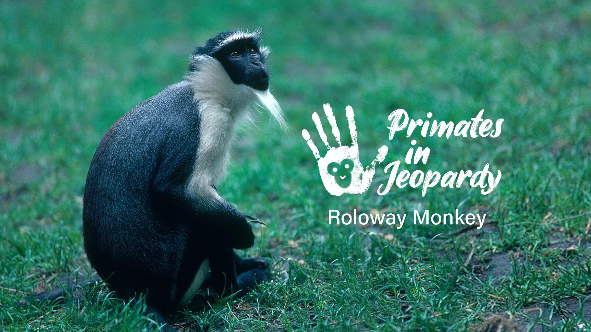 Primates in jeopardy: Monkey with a goat's beard - CGTN