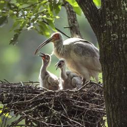 Live: How does a wild crested ibis couple take care of their baby? - CGTN