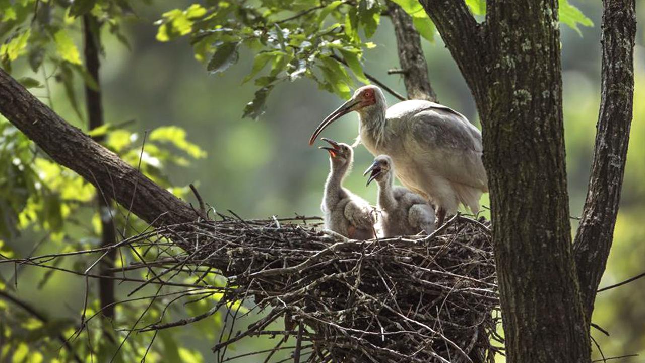 Live: How does a wild crested ibis couple take care of their baby? - CGTN