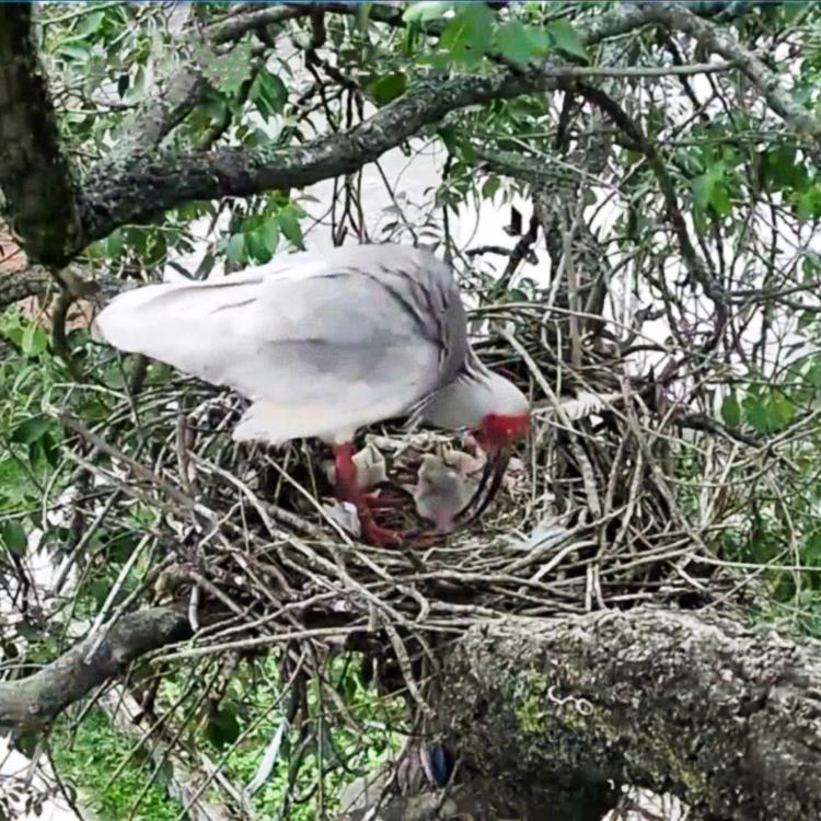Live: Newborn wild crested ibis in NW China's Shaanxi Province - CGTN