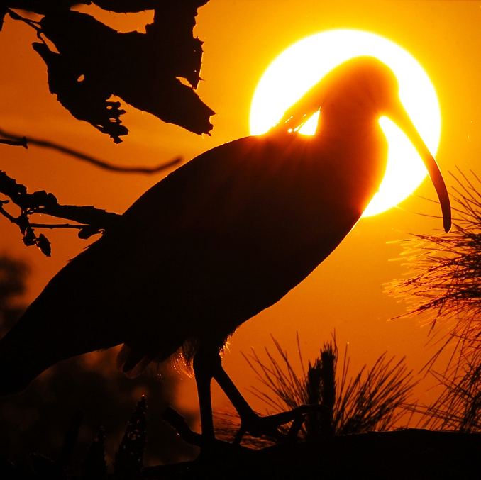 Live: Wild crested ibises take care of their newborn in NW China - CGTN