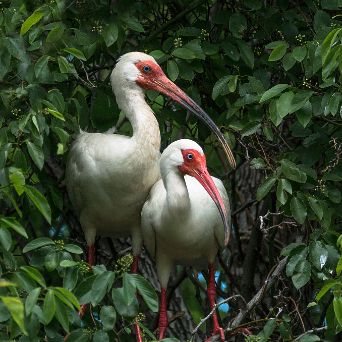 Live: How do wild crested ibises take care of their newborn? - CGTN