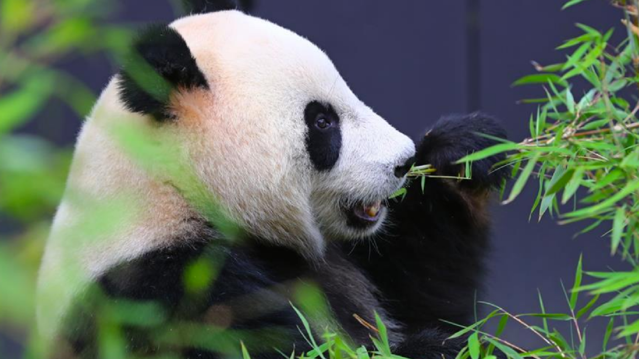 Xi: Newborn panda a beautiful symbol of Chinese-Dutch friendship - CGTN