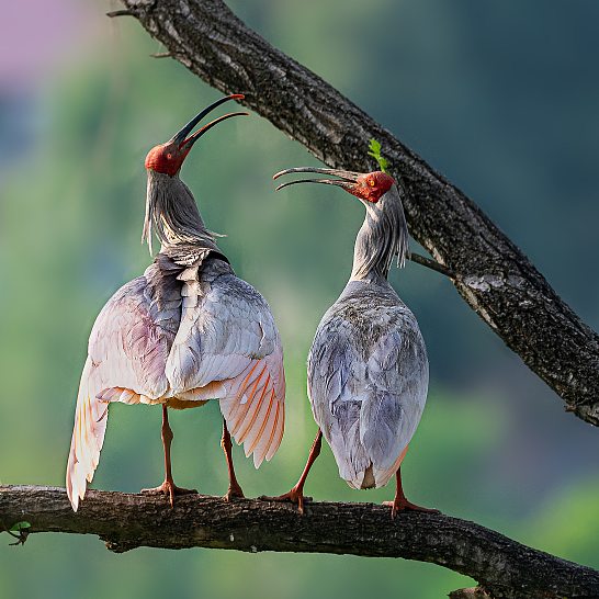Live: Wild crested ibises and their lovely newborn - CGTN