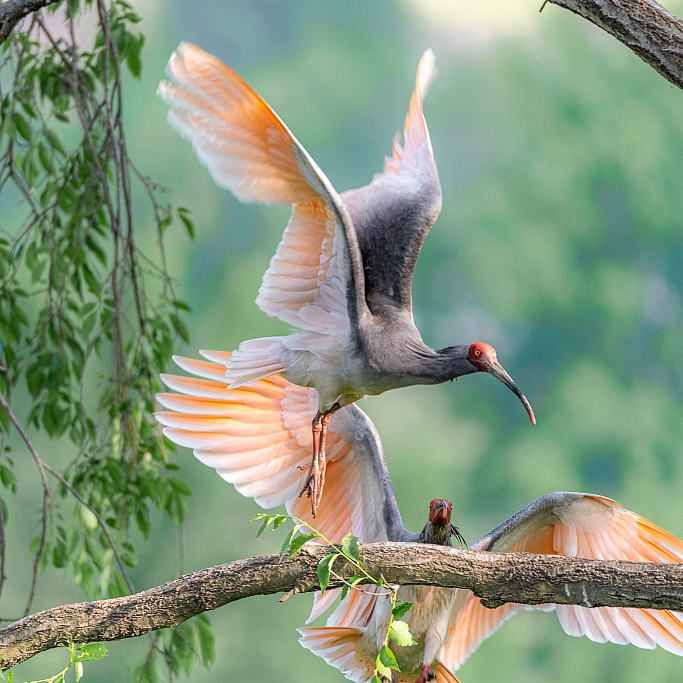 Live: How do wild crested ibises take care of their newborn? - CGTN