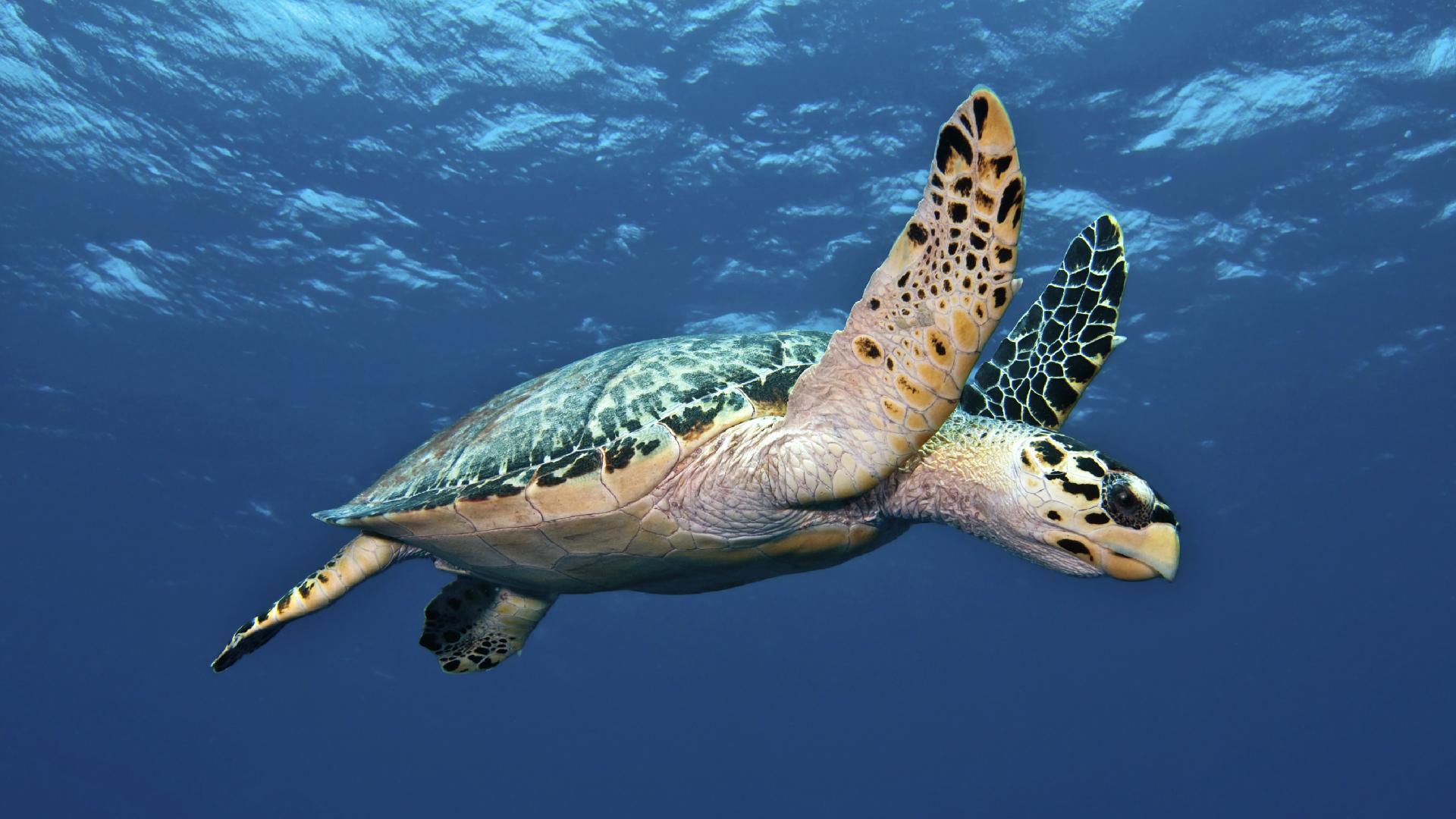 Chinese police arrest 83 people for smuggling wild turtles - CGTN