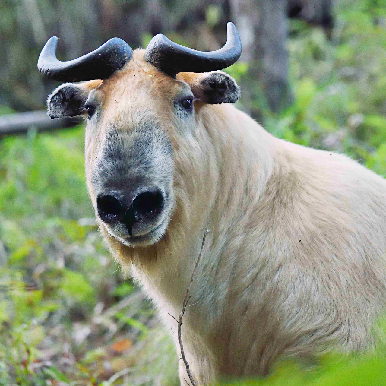 Large herd of takins gather for love in Qinling Mountains - CGTN