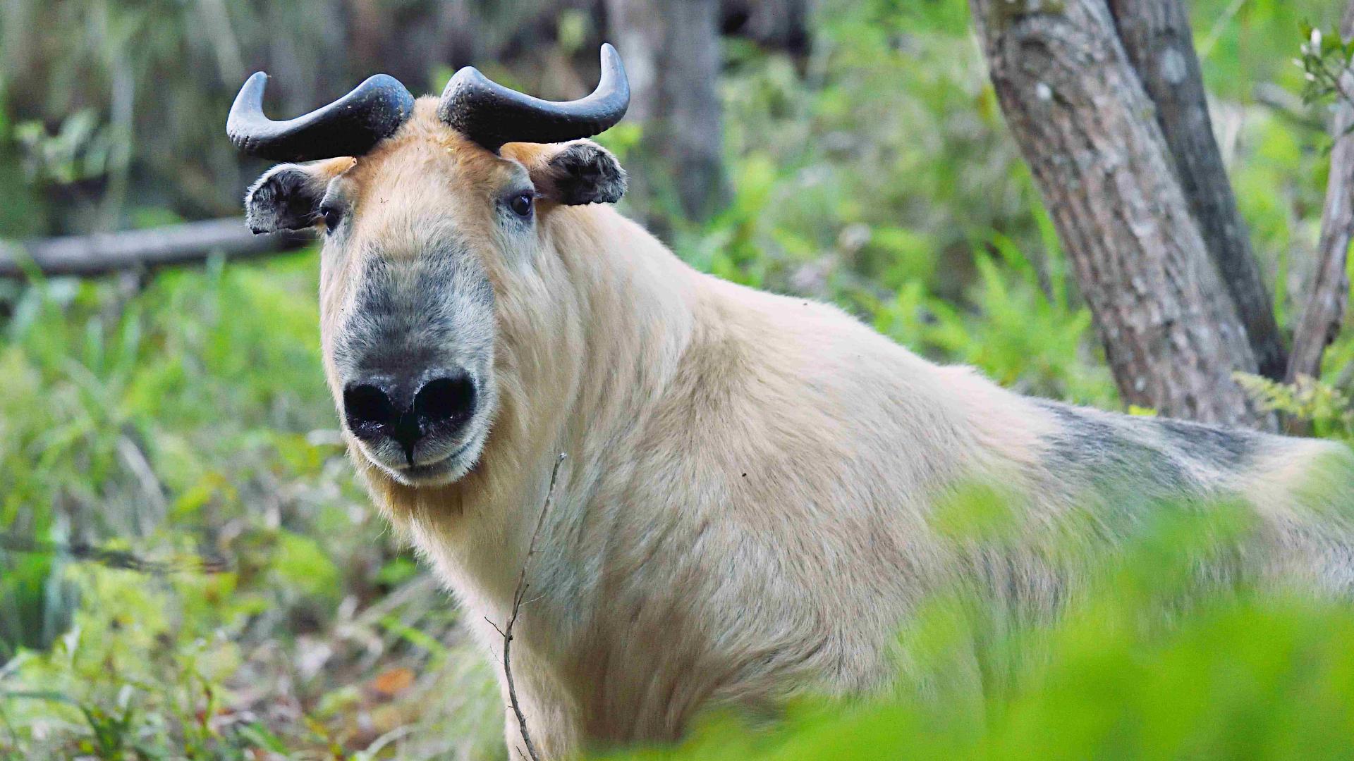 Large herd of takins gather for love in Qinling Mountains - CGTN