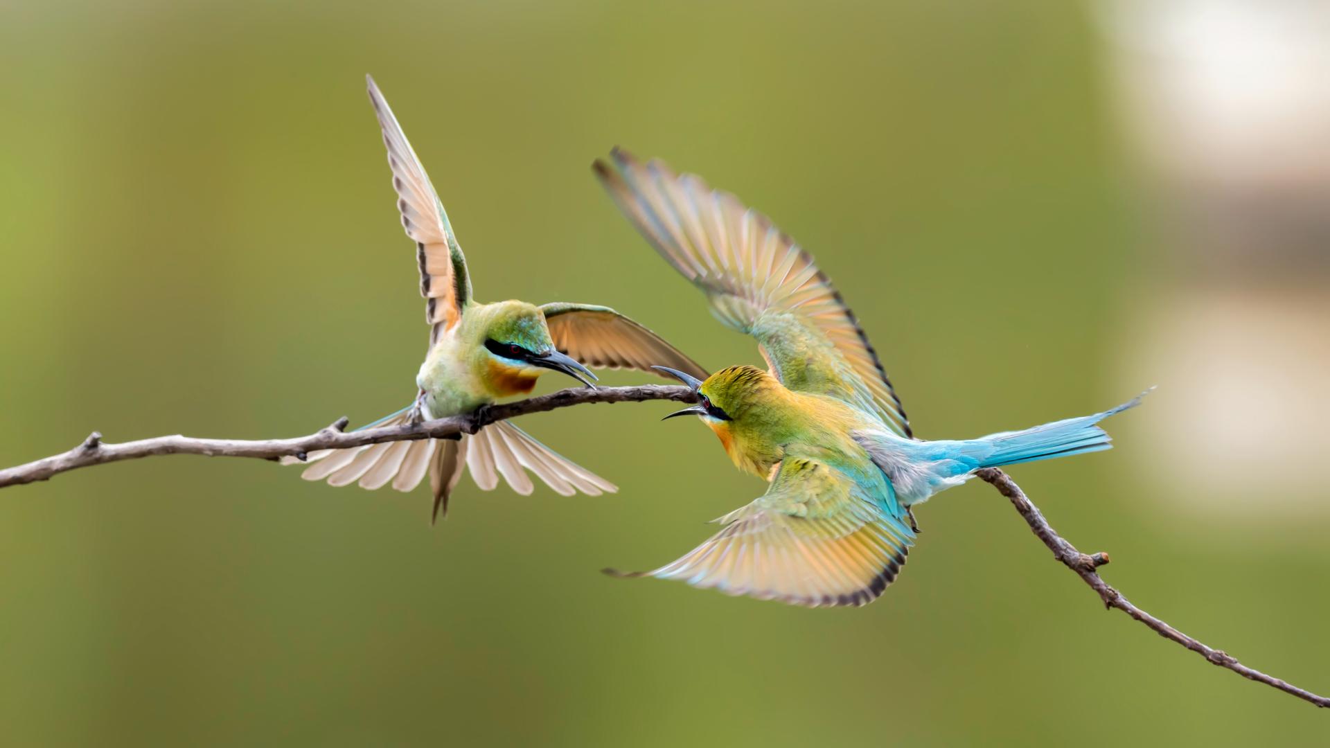 Beautiful birds' arrival excites many in southern China wetland - CGTN