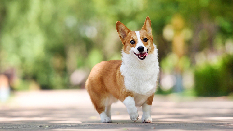 Russia's only corgi cop retires - CGTN