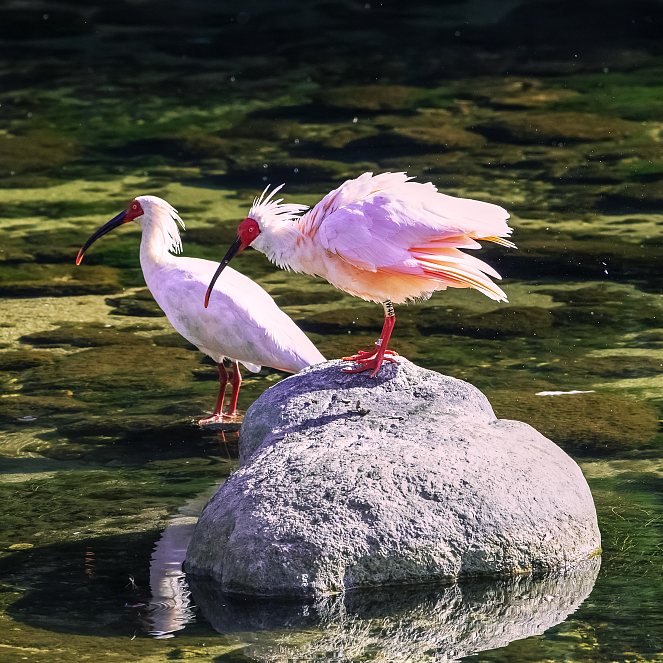 Live: Meet the wild crested ibis family in China's Shaanxi Province - CGTN