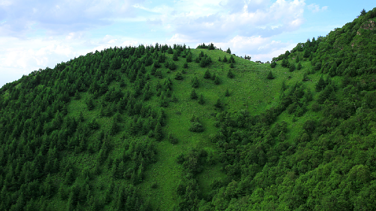 34 mln hectares of farmland turned into forest, grassland - CGTN