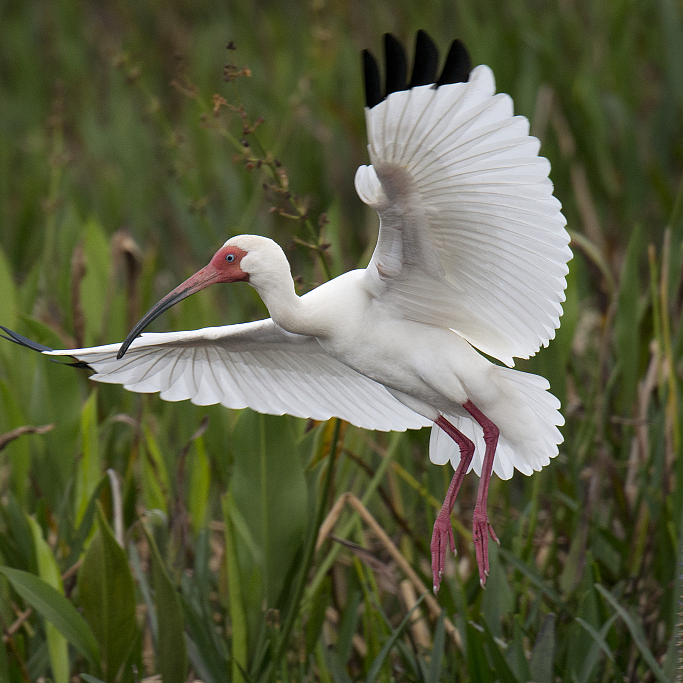 Live: Wild crested ibises take care of newborn in Shaanxi Province - CGTN