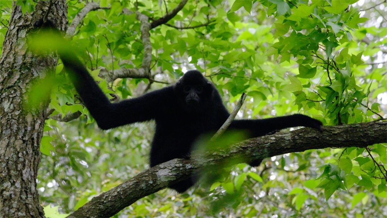 World's rarest primates are singing and breeding again in China - CGTN