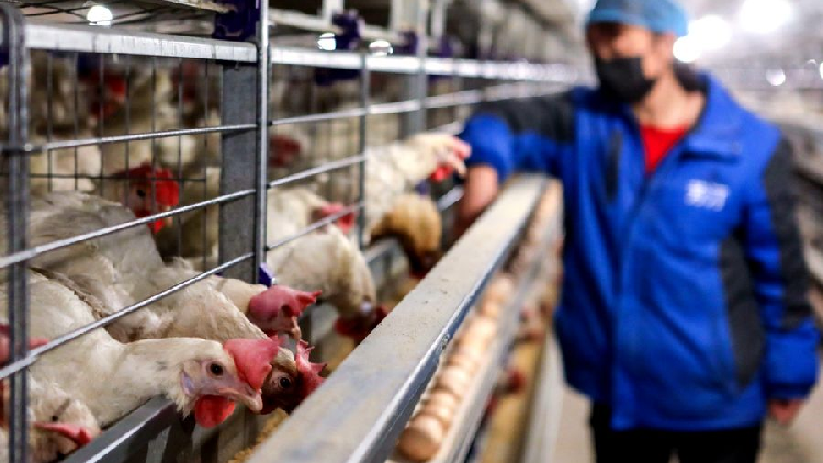 China aims to phase out sale of live poultry at food markets - CGTN