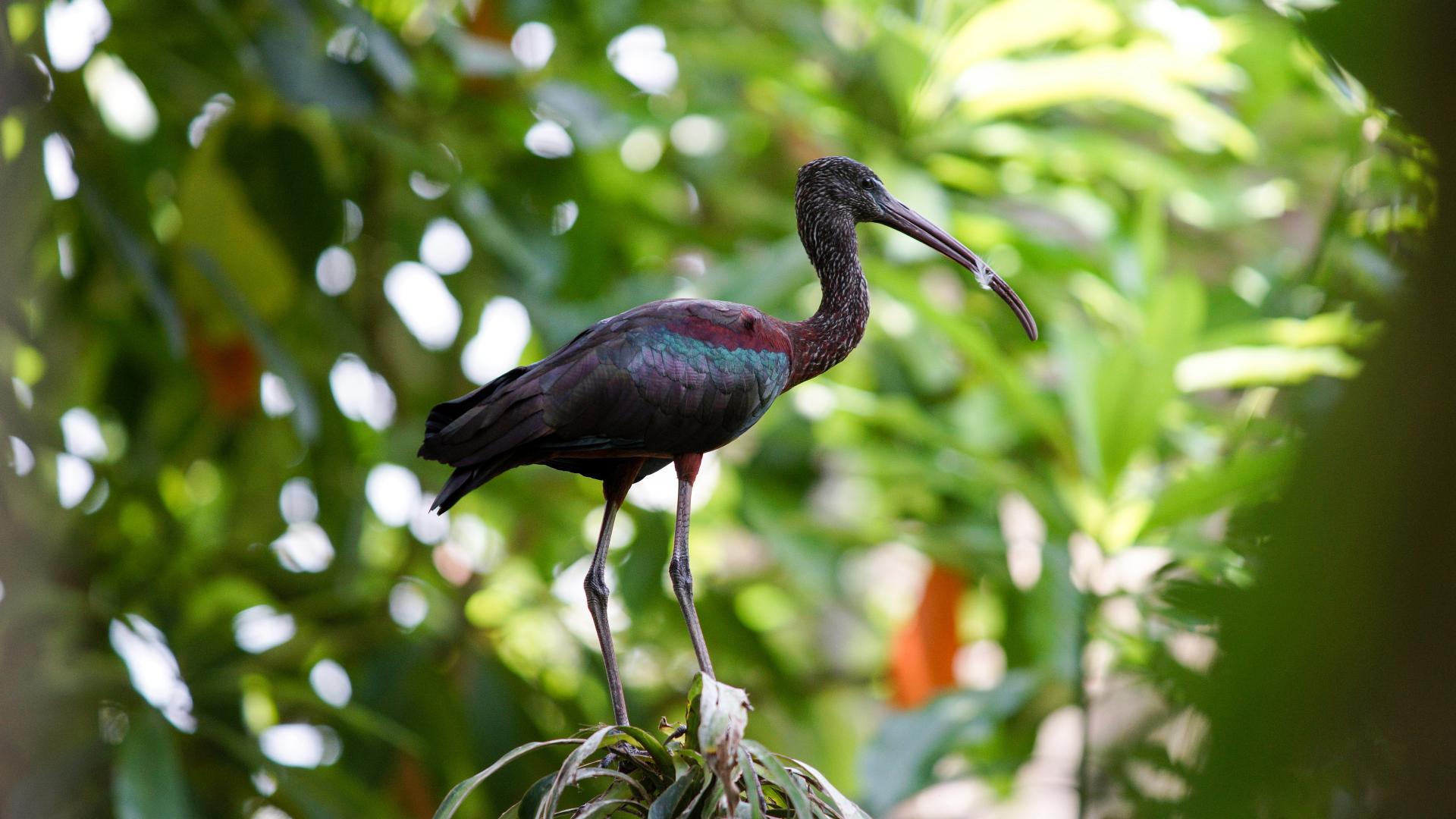 Discovery of rare ibis excites wetland park in southwest China - CGTN