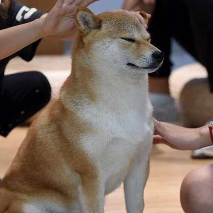Shiba Inu shop gives special offer to high school students - CGTN