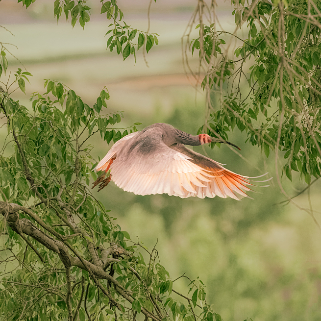 Live: The lovely wild crested ibis chick grows healthily in NW China - CGTN